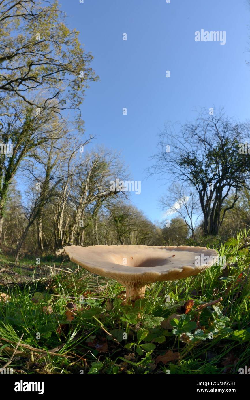 Trooping funnel / Monk's head mushroom (Clitocybe / Infundibulicybe ...
