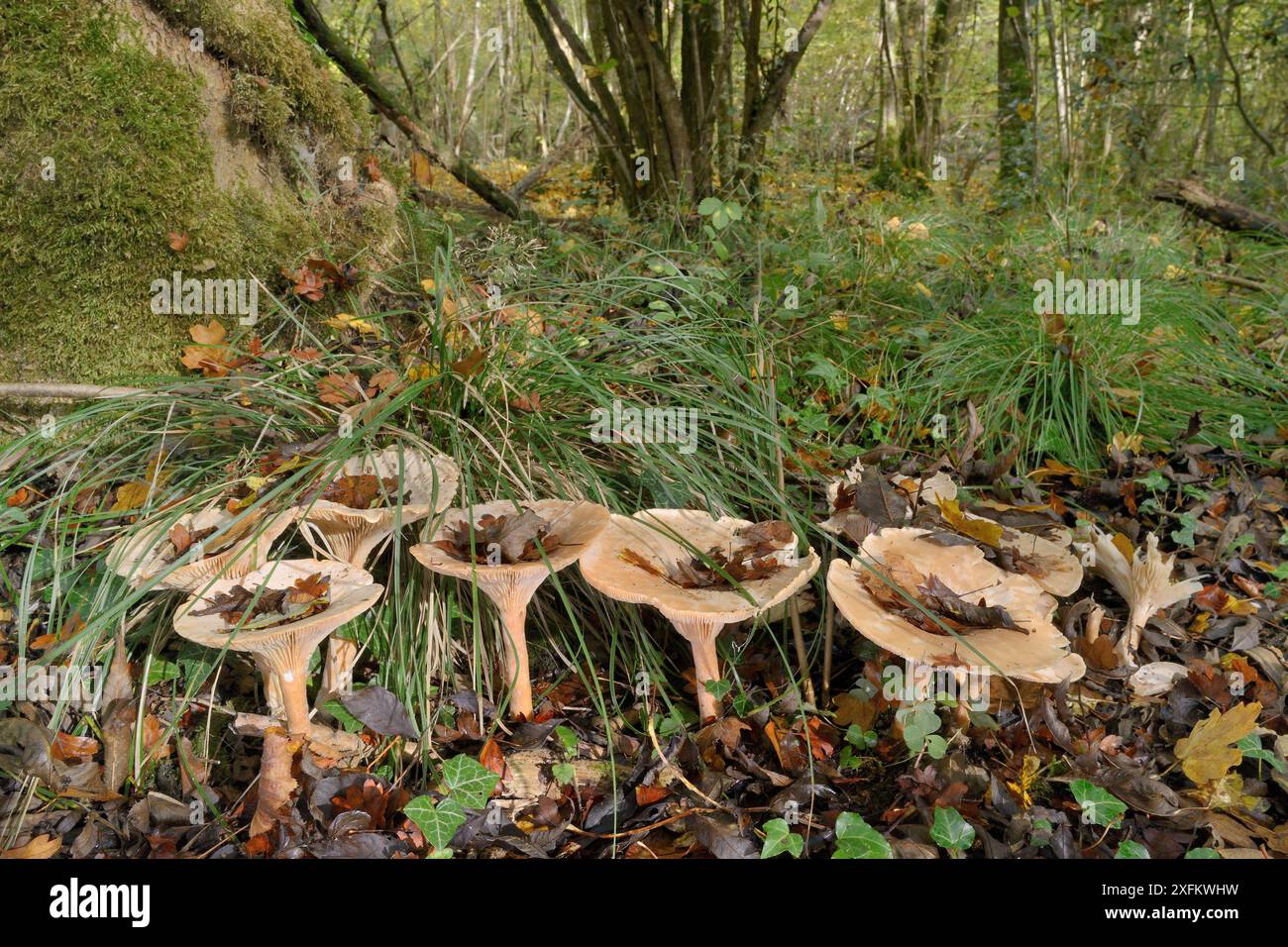Trooping funnel / Monk's head mushroom (Clitocybe / Infundibulicybe ...