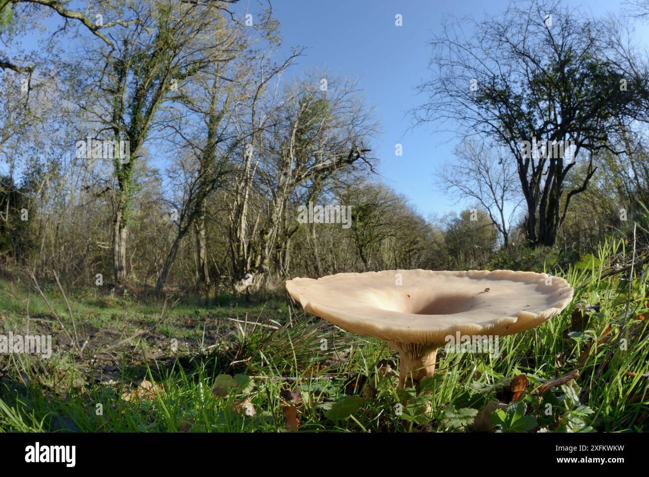 Trooping funnel / Monk's head mushroom (Clitocybe / Infundibulicybe ...