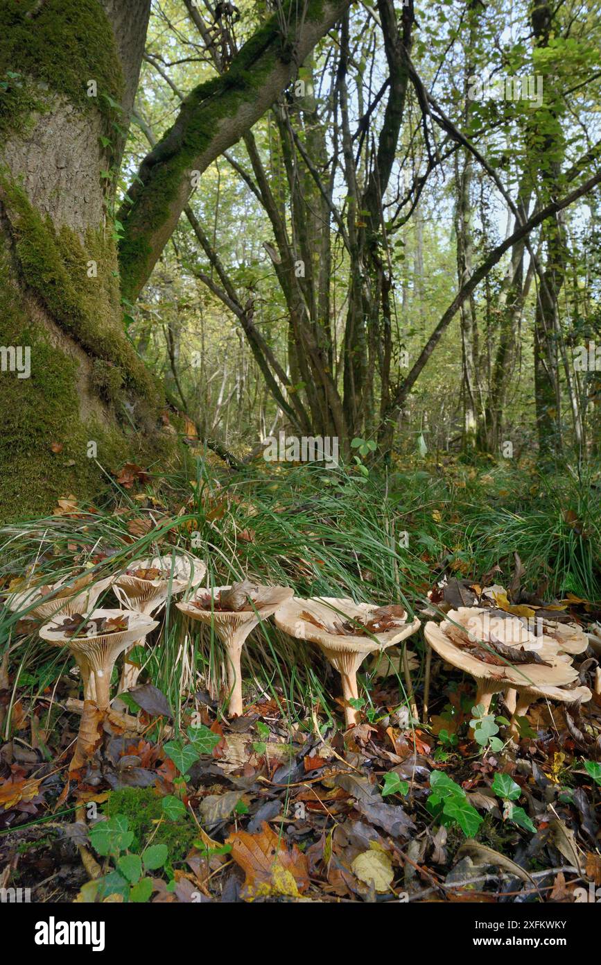 Trooping funnel / Monk's head mushroom (Clitocybe / Infundibulicybe ...