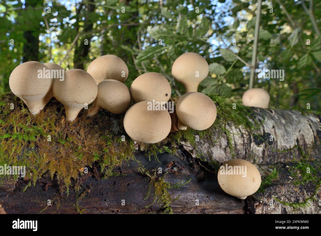A cluster of Stump puffball fungi (Lycoperdon pyriforme) emerging from ...
