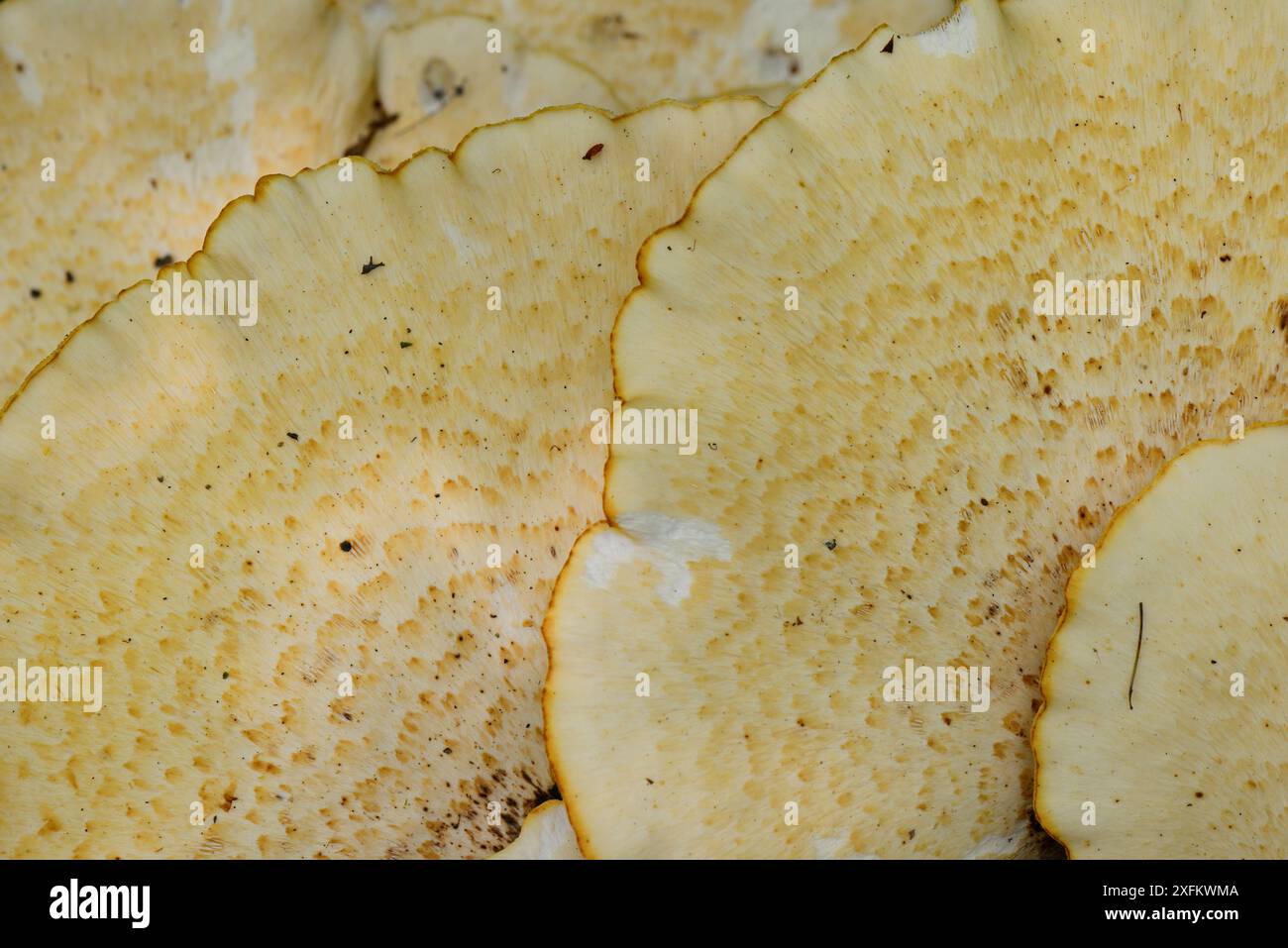 Dryad's saddle / Pheasant's back (Polyporus squamosus) bracket fungi ...