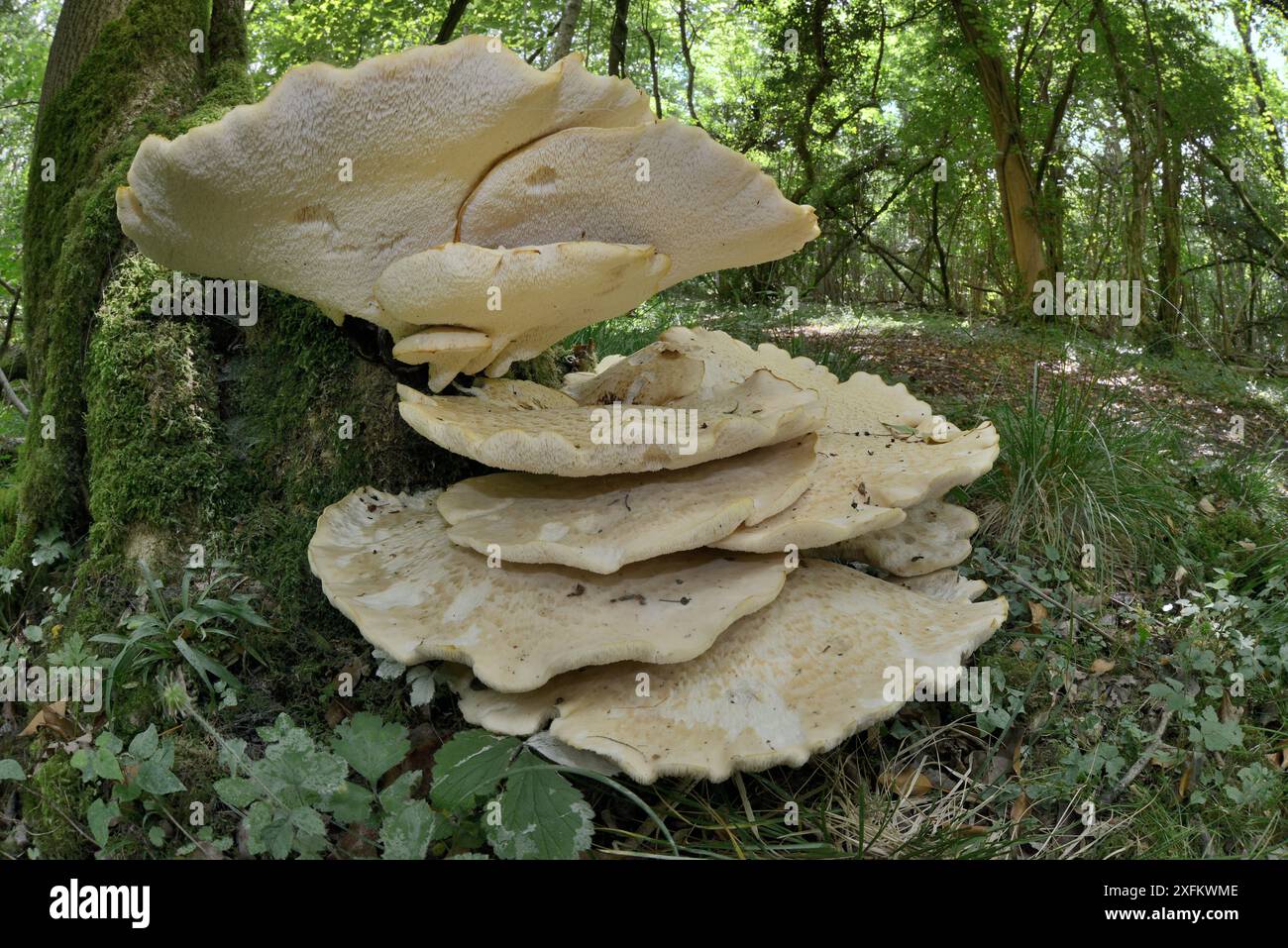 Dryad's saddle / Pheasant's back (Polyporus squamosus) bracket fungi ...