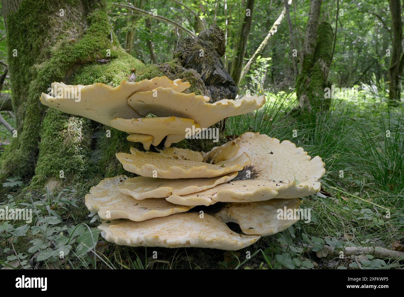 Dryad's saddle / Pheasant's back (Polyporus squamosus) bracket fungi ...