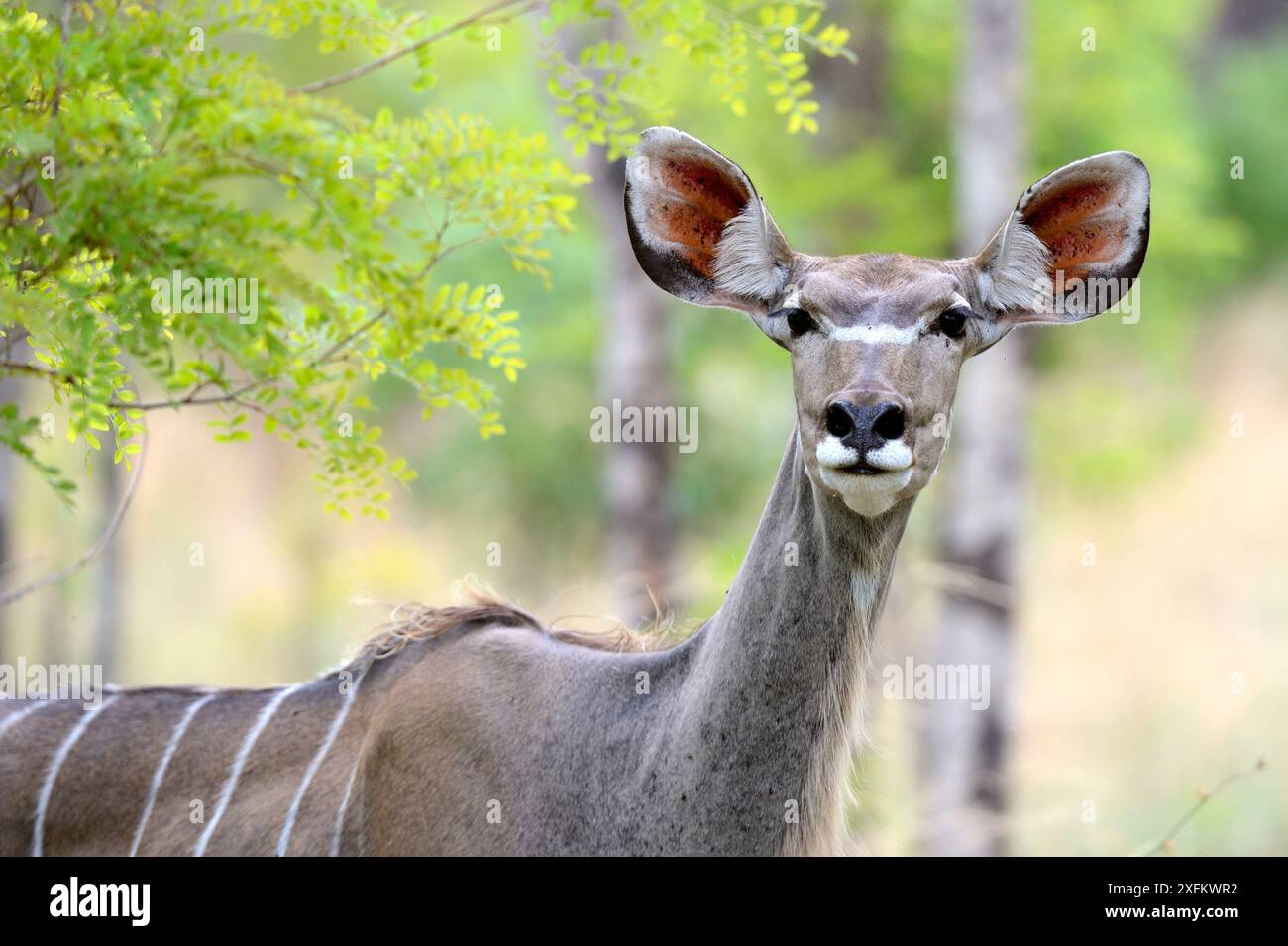 Greater Kudu (Tragelaphus stepsiceros) alert portrait, Hwange National ...