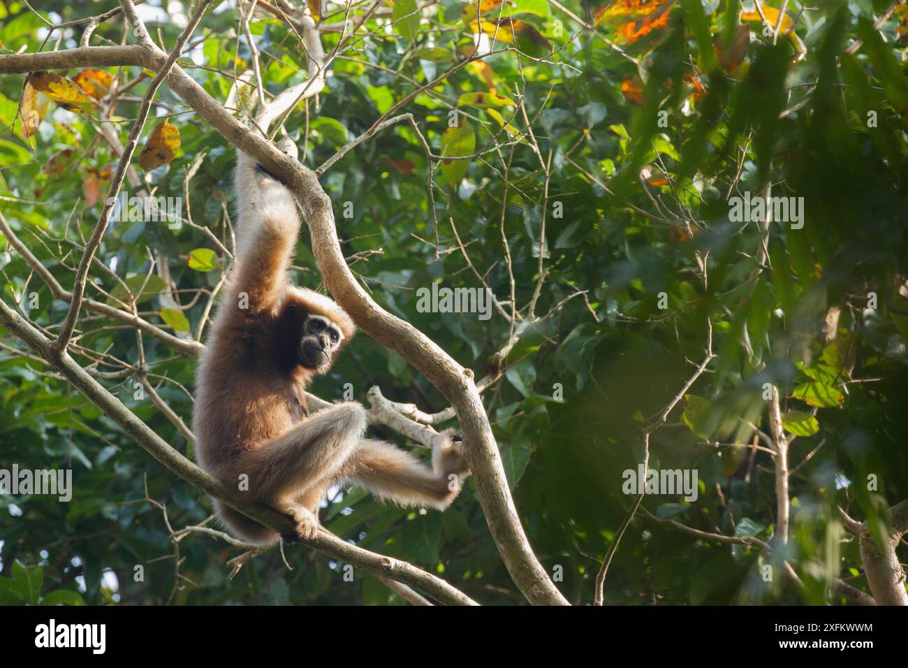 Western hoolock gibbon (Hoolock hoolock) in tree,Assam, India Stock ...