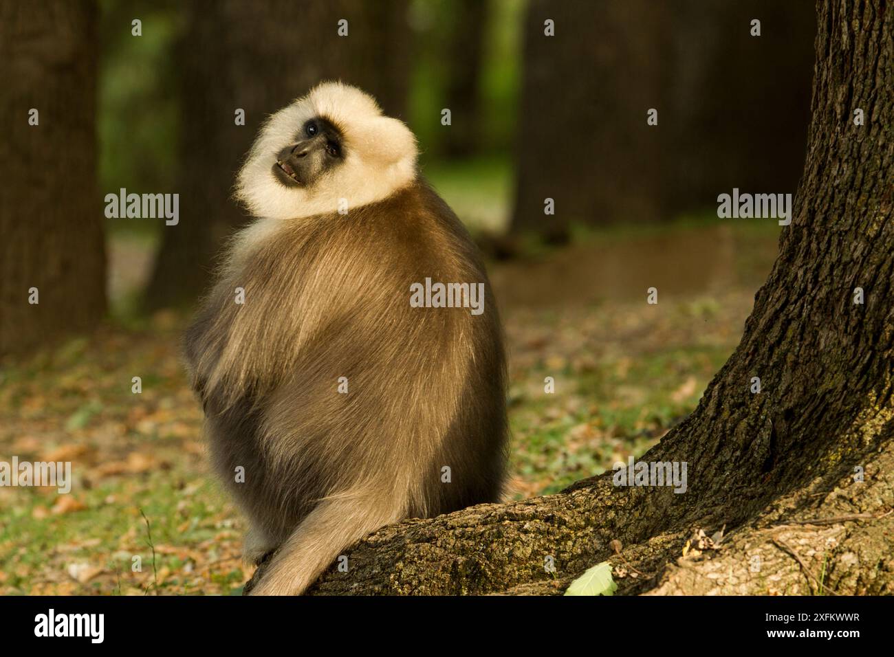 Dark eyed himalayan langur hi-res stock photography and images - Alamy