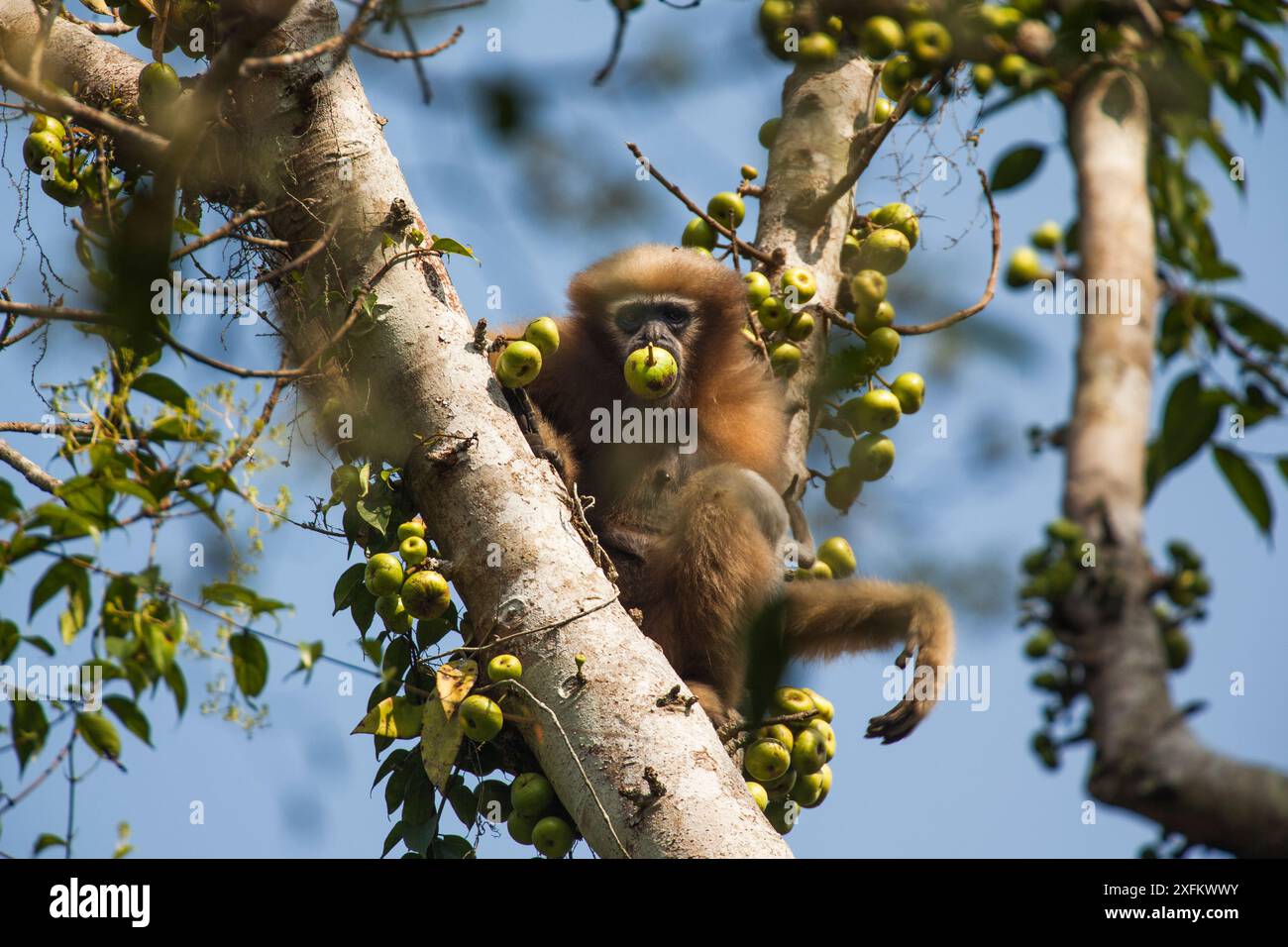 Western hoolock gibbon (Hoolock hoolock) feeding in tree, Assam, India ...