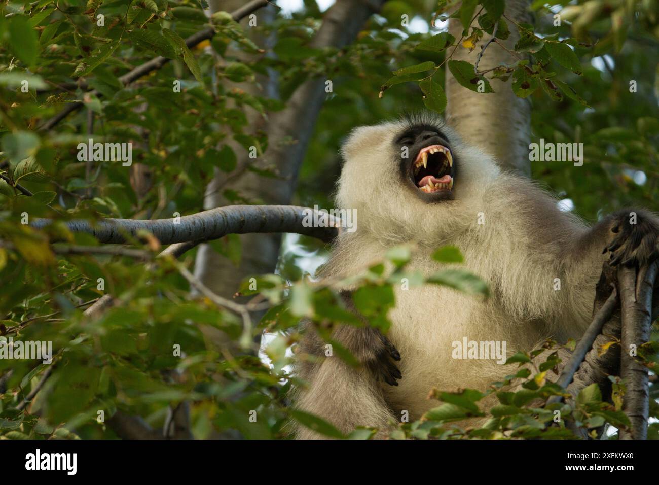 Kashmir Gray Langur / Chamba Sacred Langur (Semnopithecus ajax) with ...