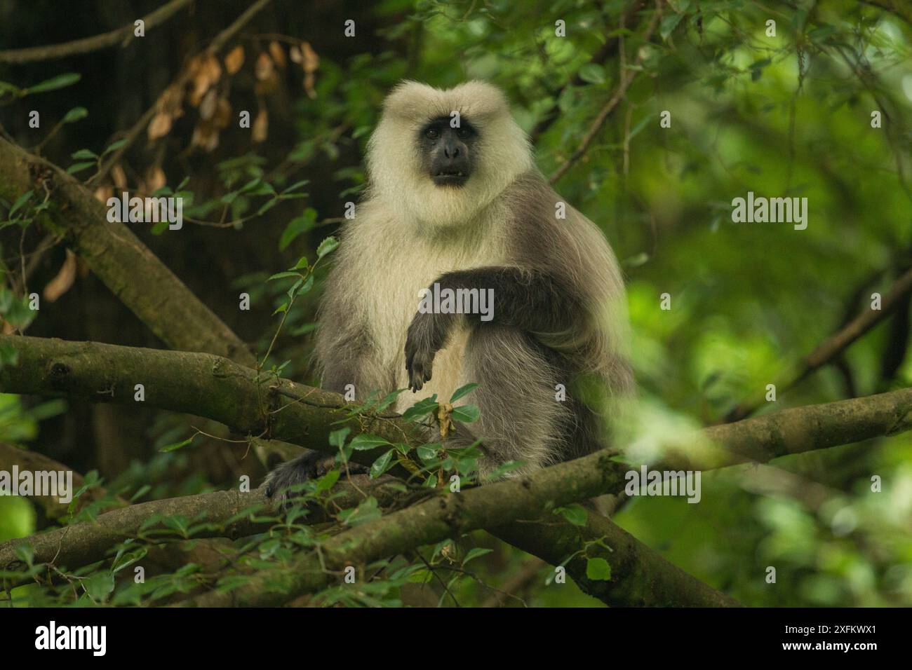 Kashmir Gray Langur / Chamba Sacred Langur (Semnopithecus ajax ...