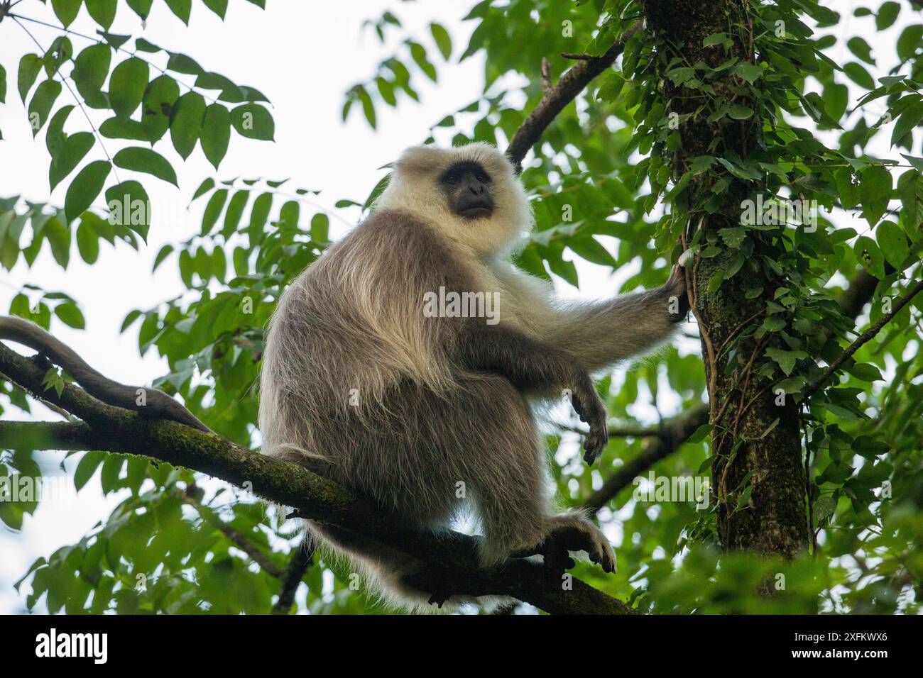 Kashmir Gray Langur / Chamba Sacred Langur (Semnopithecus ajax ...