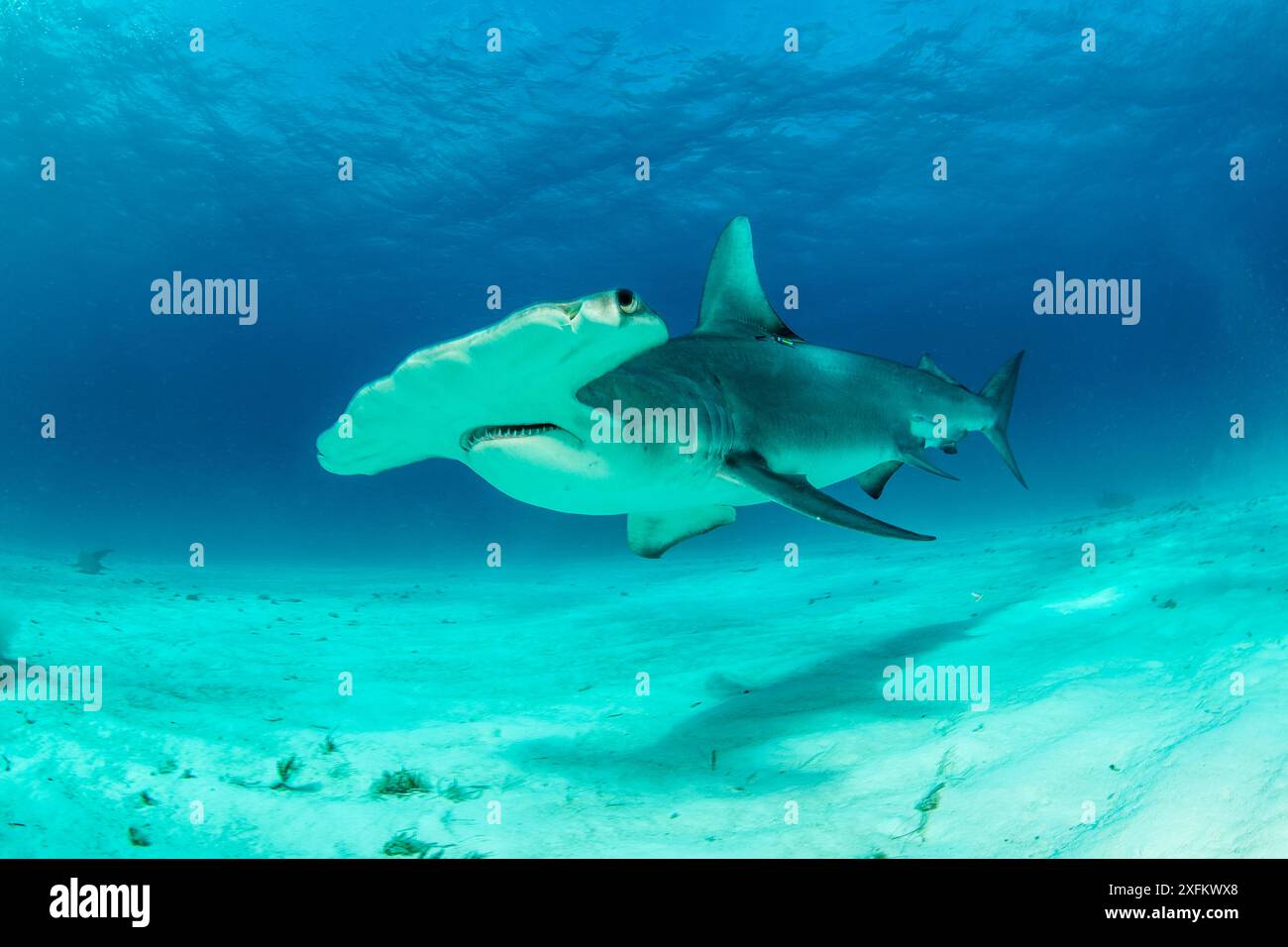 Great hammerhead shark (Sphyrna mokarran) swimming over sandy seabed ...