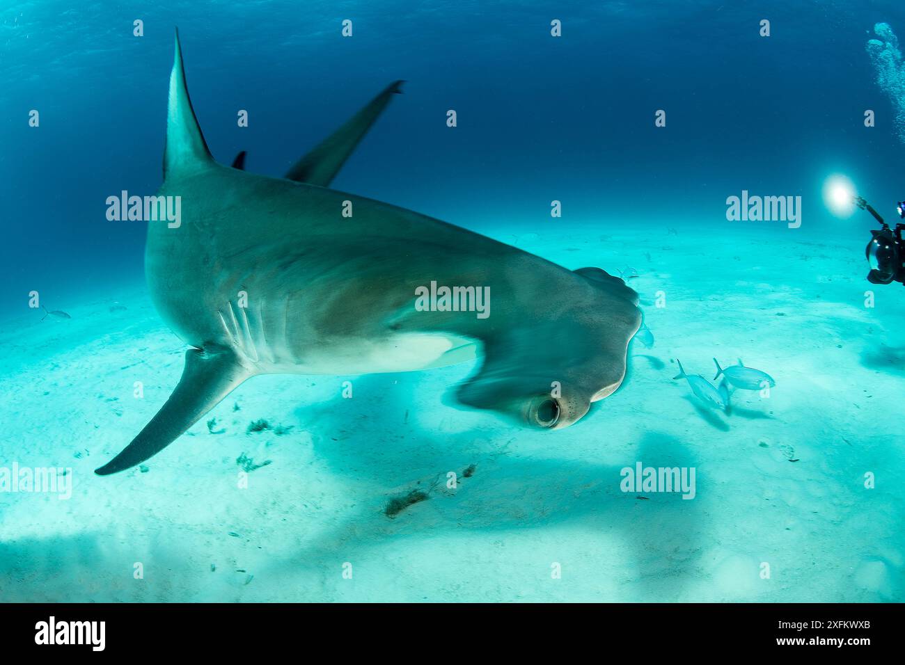 Great hammerhead shark (Sphyrna mokarran) swimming over sandy seabed ...