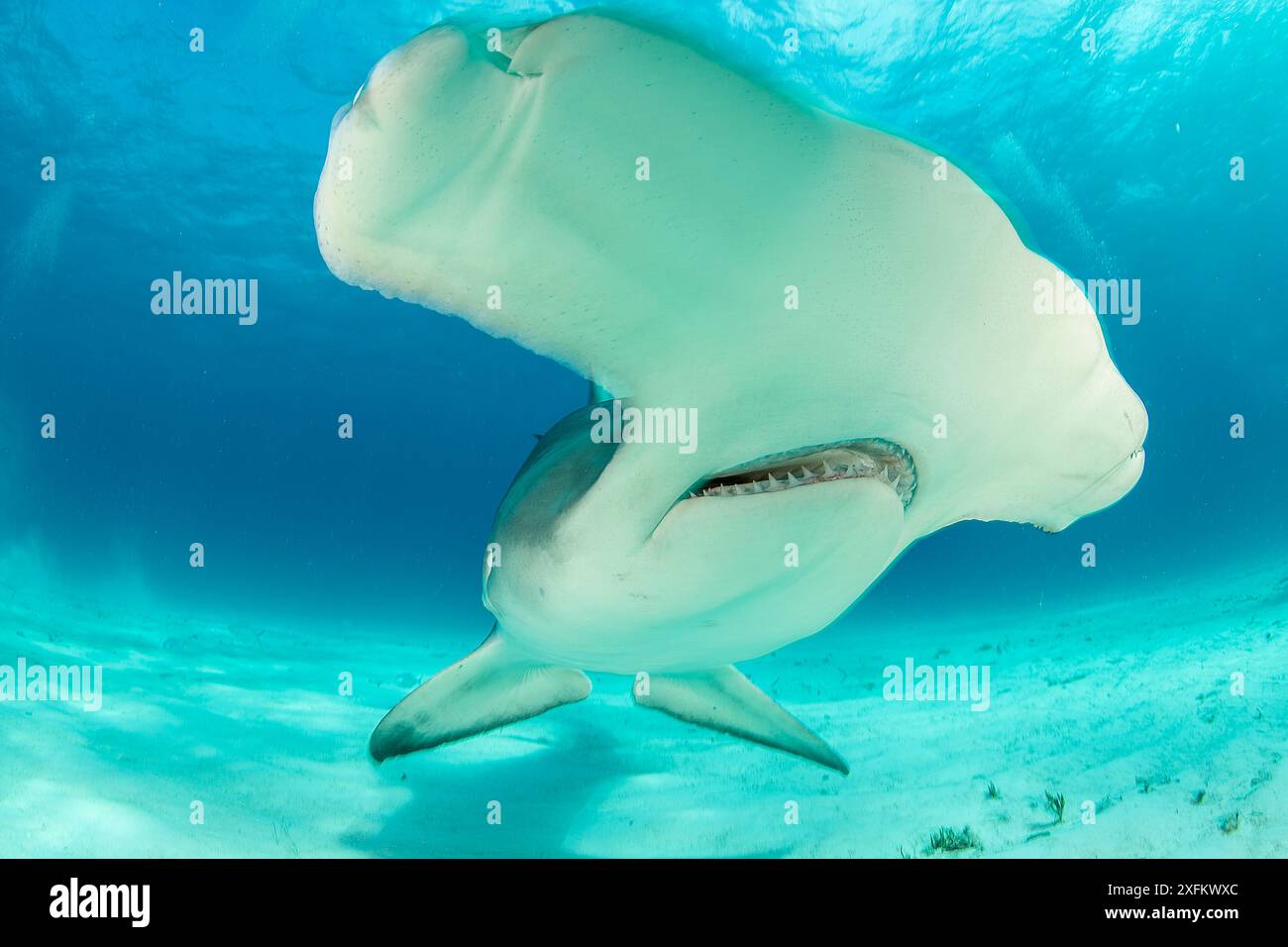 Close up of a Great hammerhead shark (Sphyrna mokarran) swimming over ...