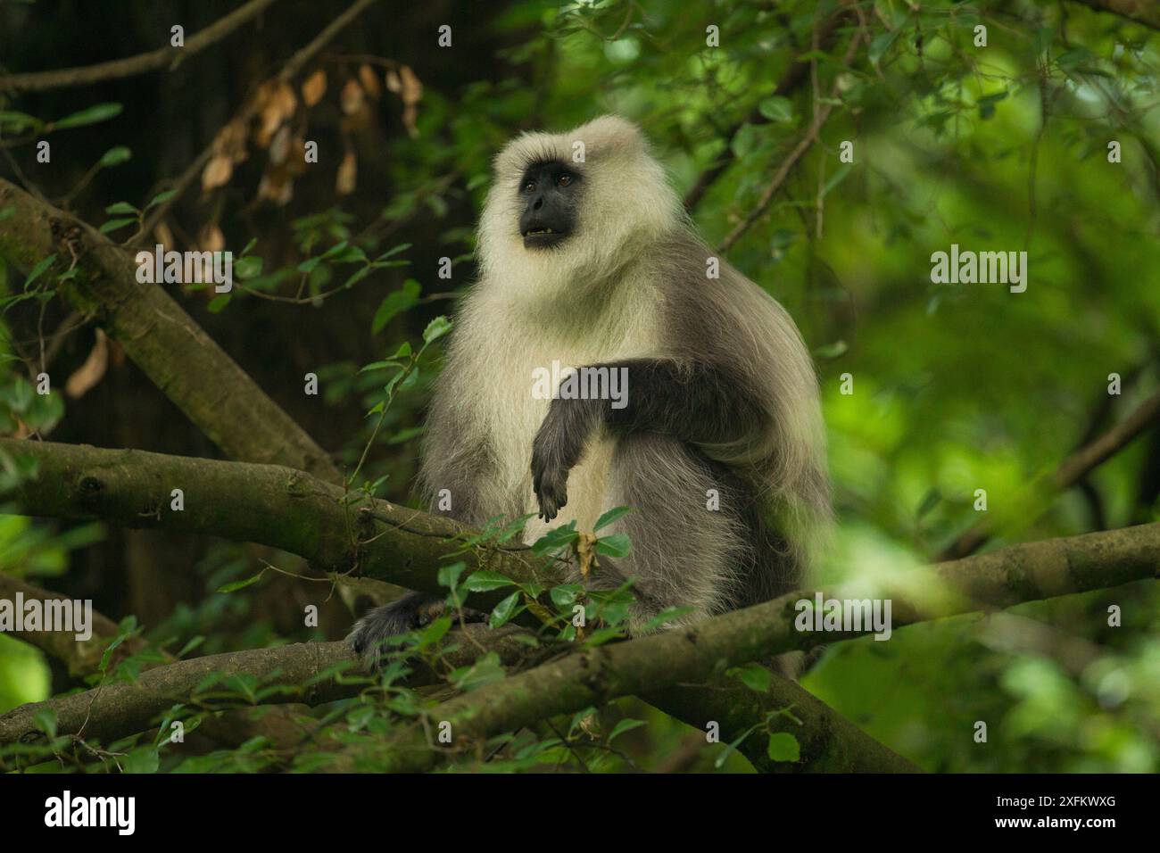 Kashmir Gray Langur / Chamba Sacred Langur (Semnopithecus ajax ...