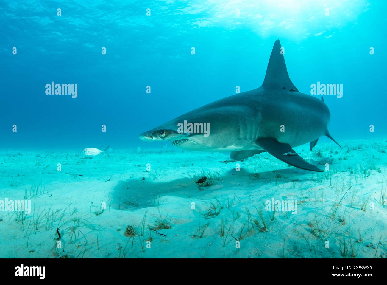 Great hammerhead shark (Sphyrna mokarran) swimming over sandy seabed ...