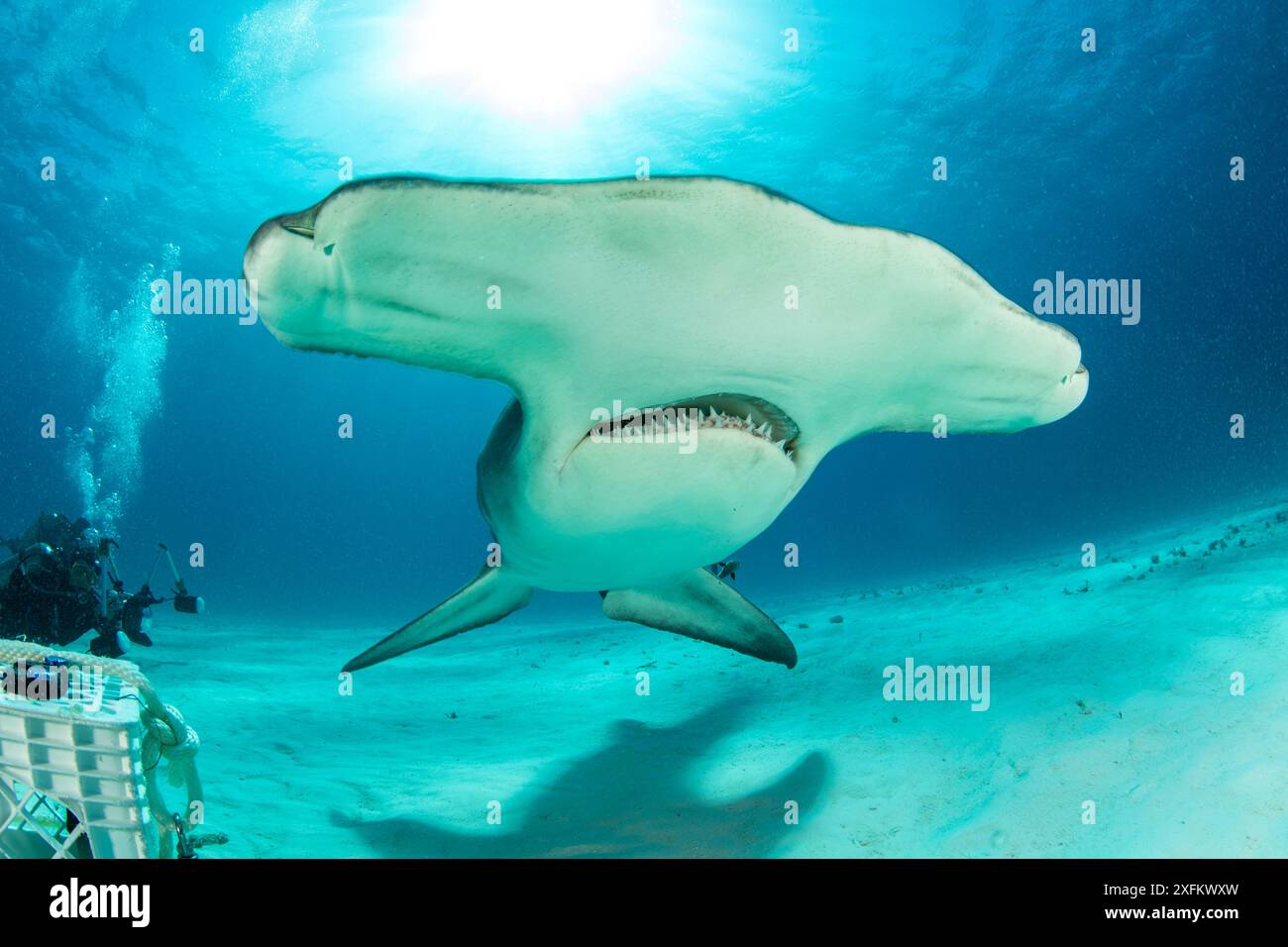 Great hammerhead shark (Sphyrna mokarran) swimming over sandy seabed ...