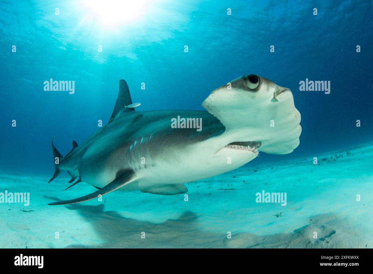 Great hammerhead shark (Sphyrna mokarran) swimming over sandy seabed ...