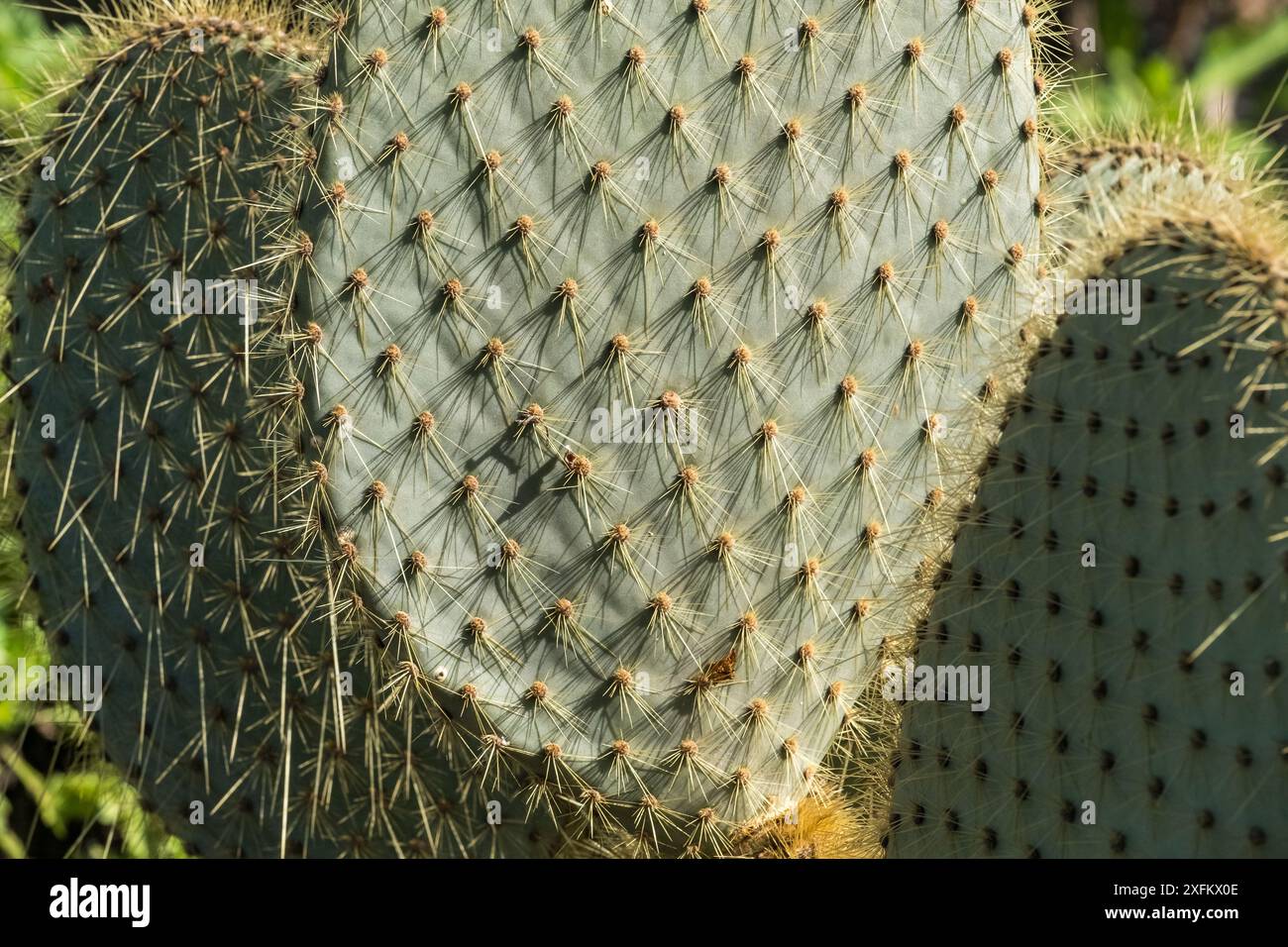 Fuzzy cactus texture hi-res stock photography and images - Alamy