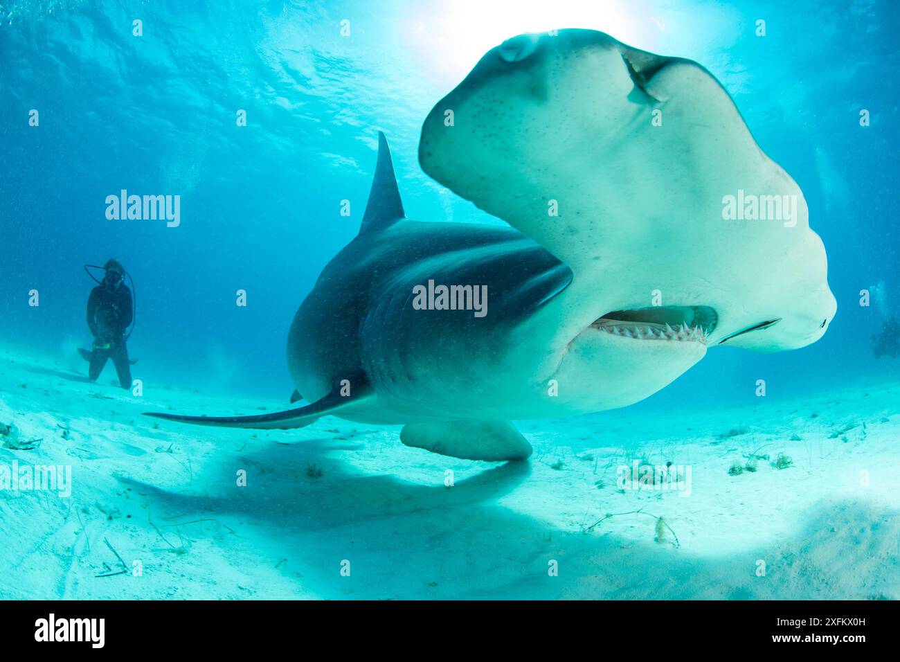 Close up of a Great hammerhead shark (Sphyrna mokarran) snout and mouth ...