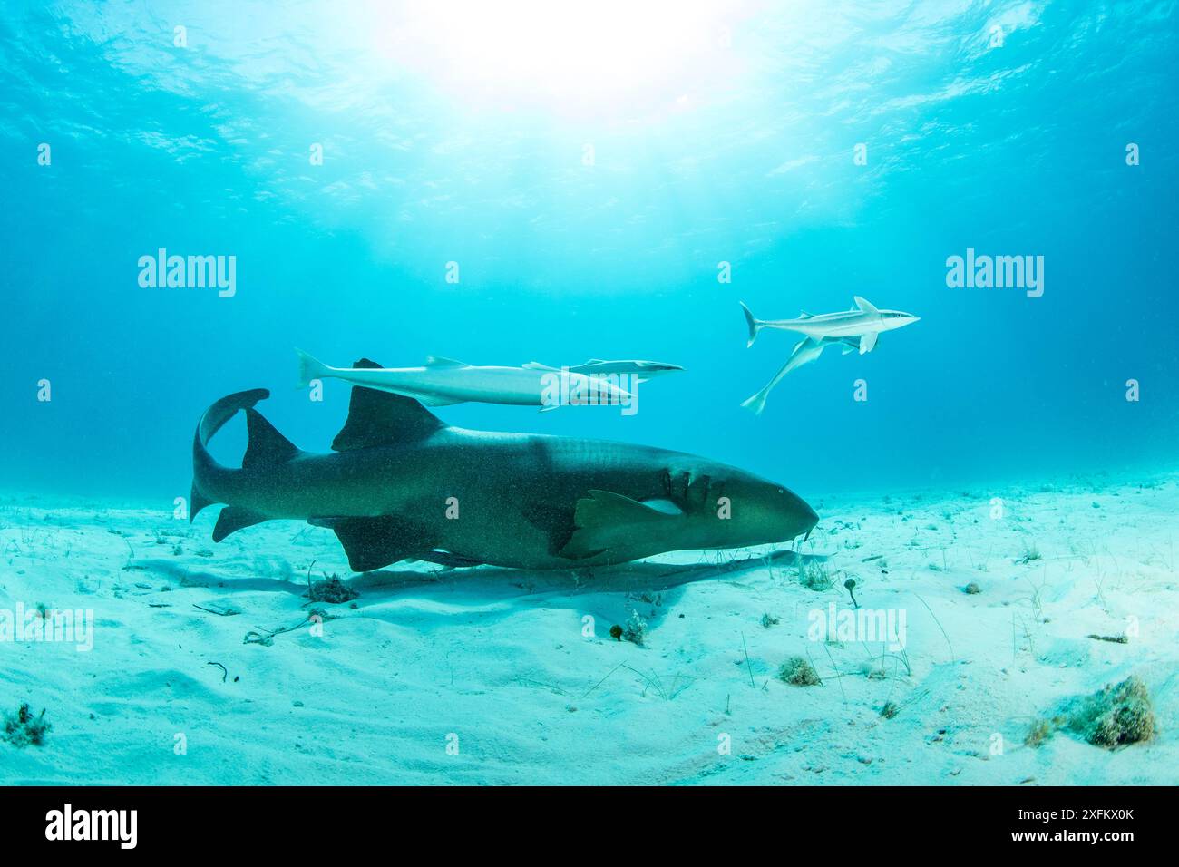 Nurse shark (Ginglymostoma cirratum) with Remora fish, swimming over ...