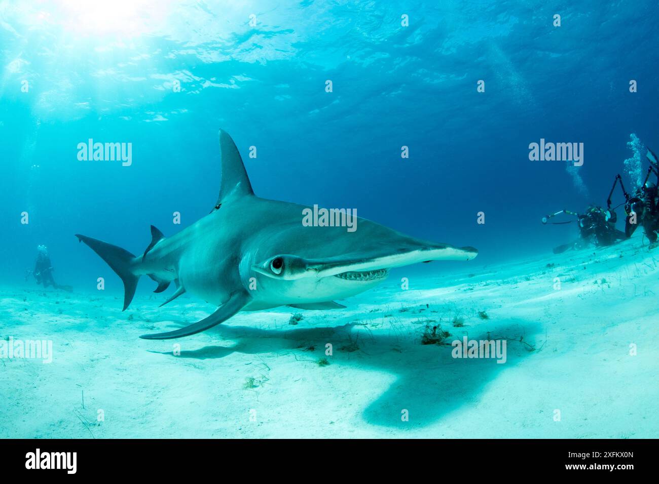 Great hammerhead shark (Sphyrna mokarran) swimming over sandy seabed ...