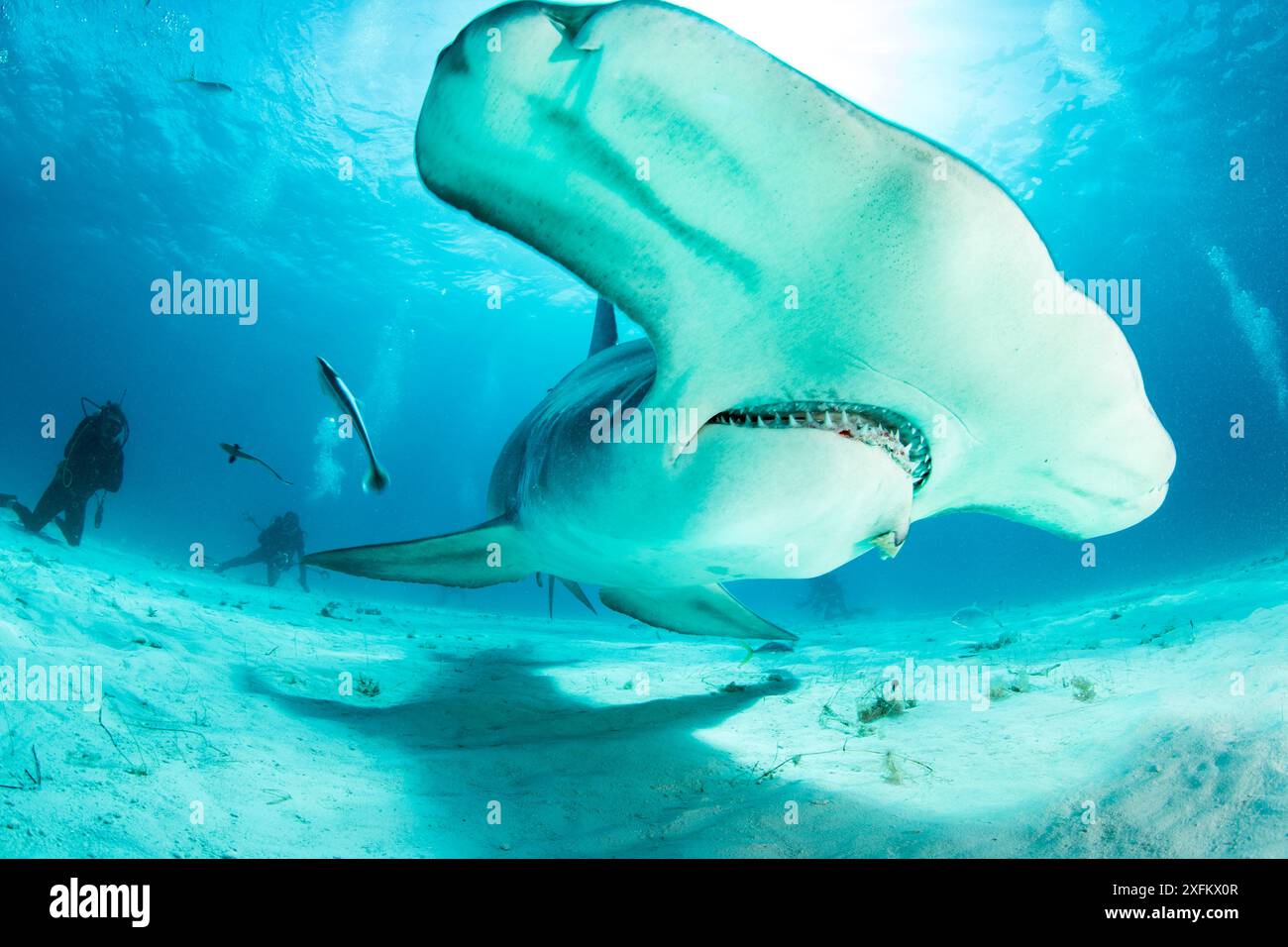 Close up of a Great hammerhead shark (Sphyrna mokarran) snout and mouth ...