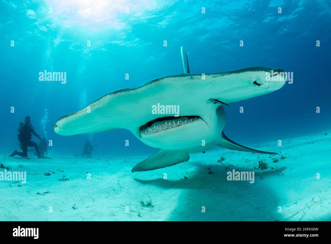 Great hammerhead shark (Sphyrna mokarran) swimming over sandy seabed ...