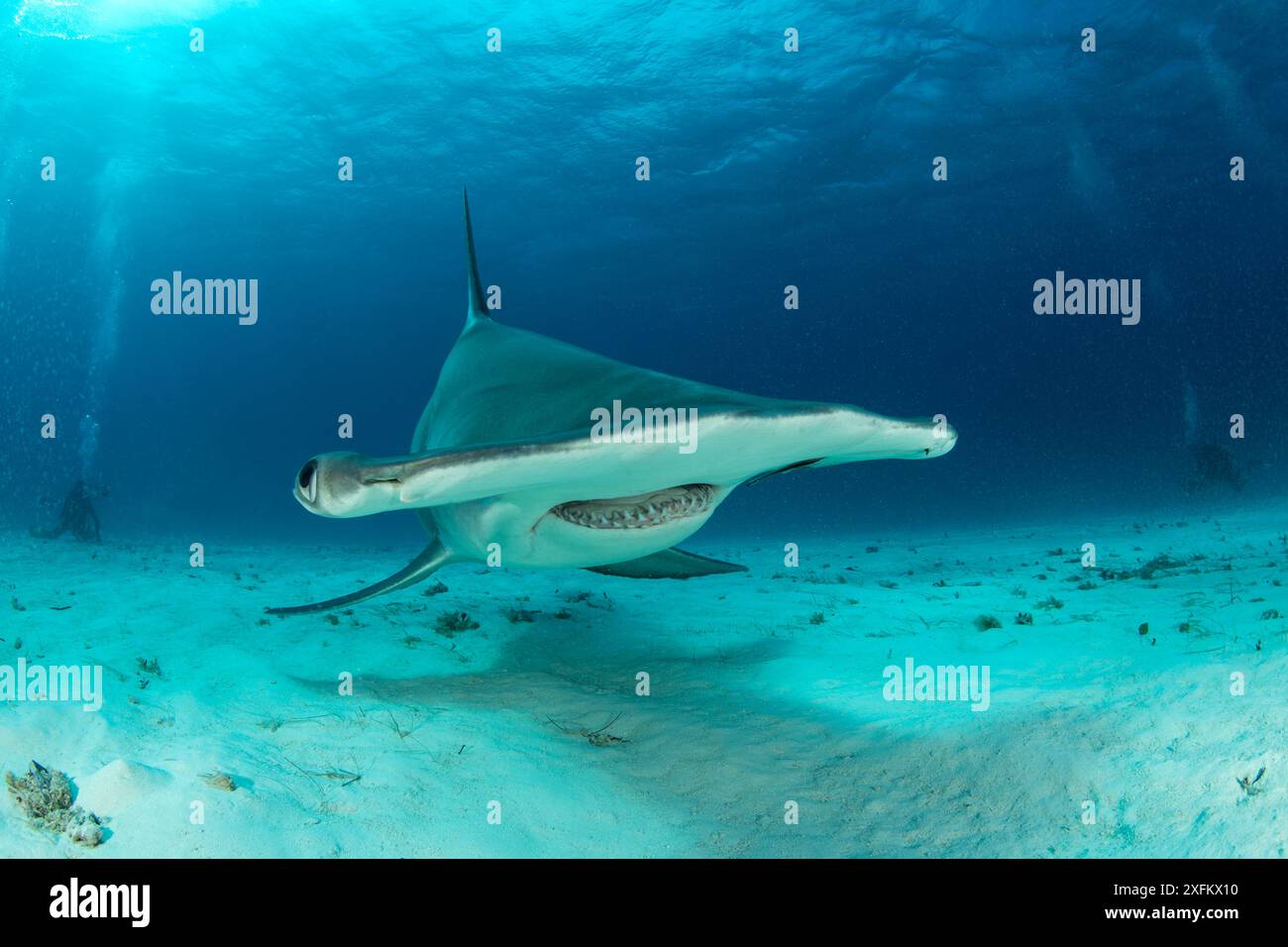 Front view of a Great hammerhead shark (Sphyrna mokarran) swimming over ...