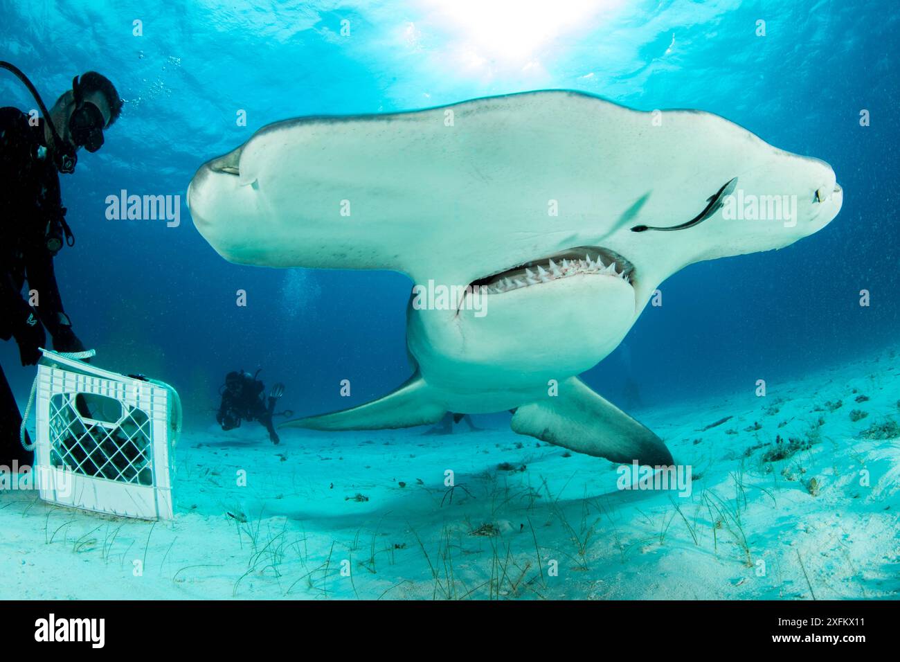 Close up of a Great hammerhead shark (Sphyrna mokarran) snout and mouth ...