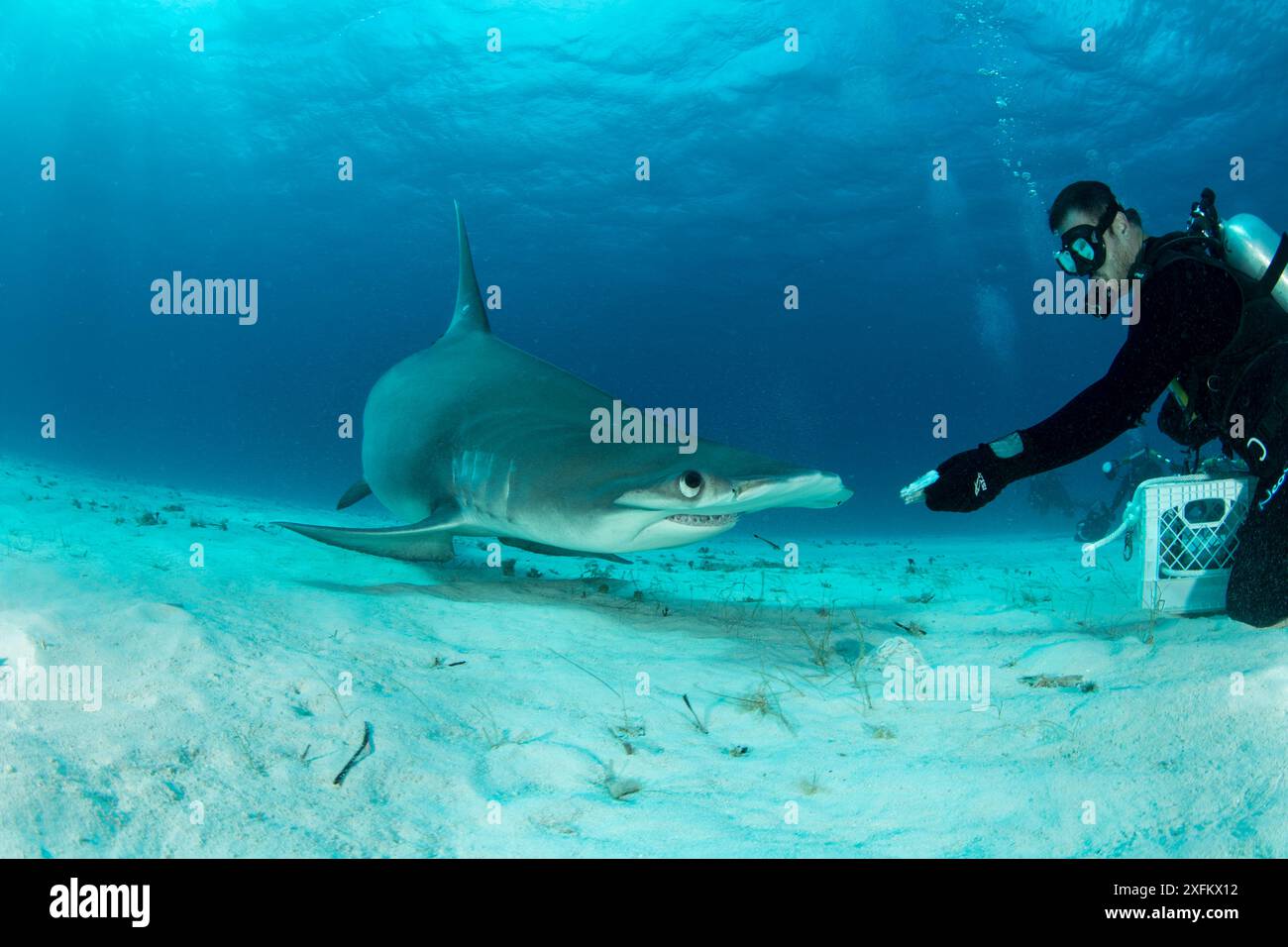 Great hammerhead shark (Sphyrna mokarran) being hand-fed by a scuba ...