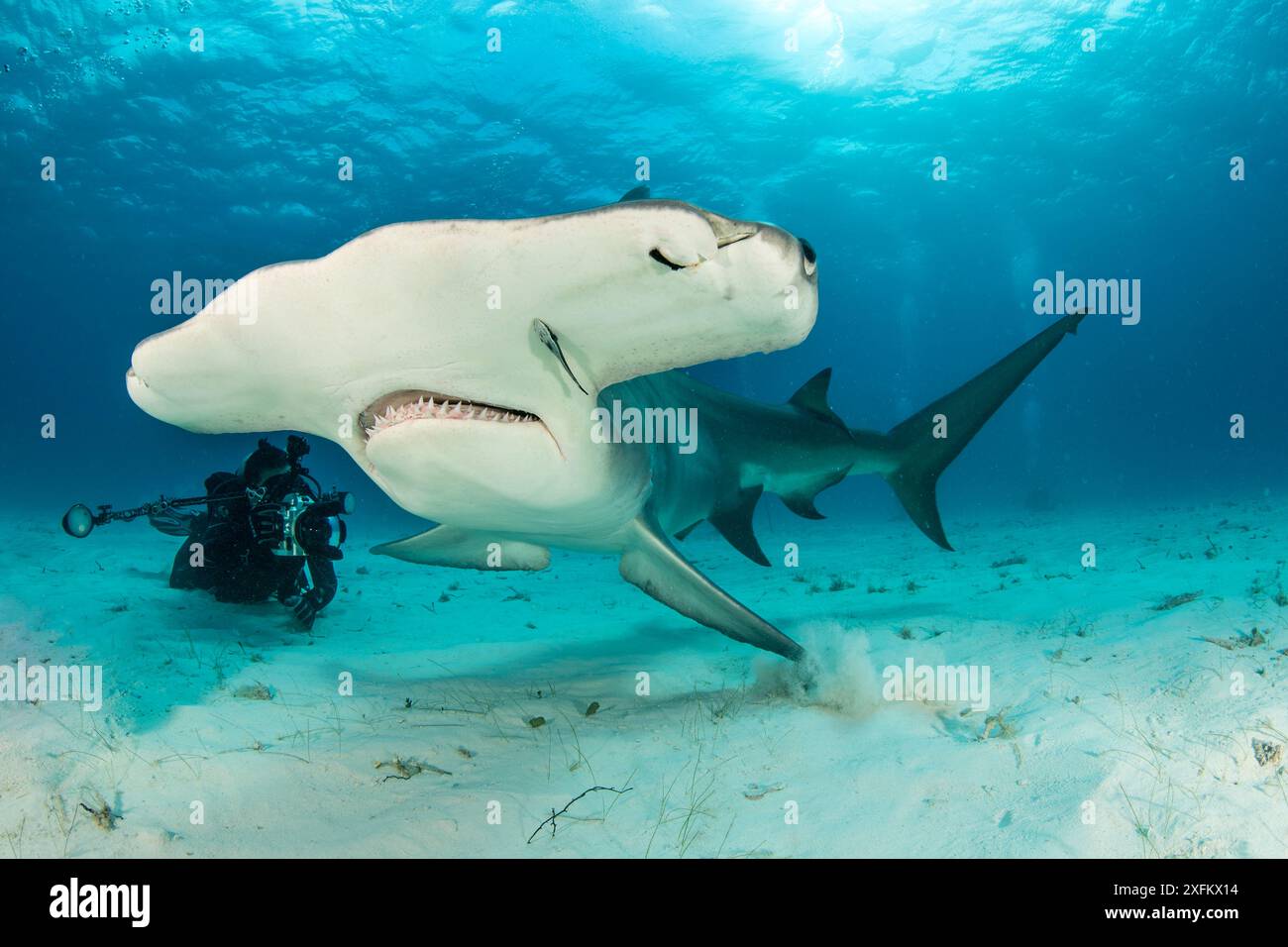 Great hammerhead shark (Sphyrna mokarran) being photographed by a scuba ...