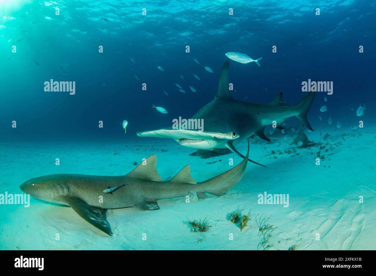Great hammerhead shark (Sphyrna mokarran) swimming over sandy seabed ...