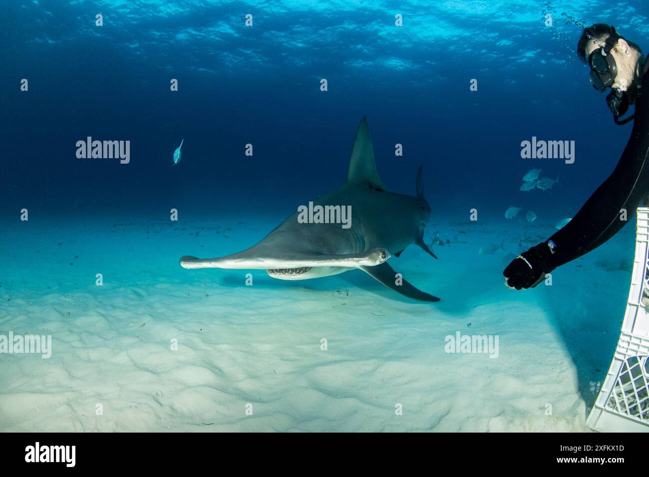 Great hammerhead shark (Sphyrna mokarran) being hand fed by a scuba ...