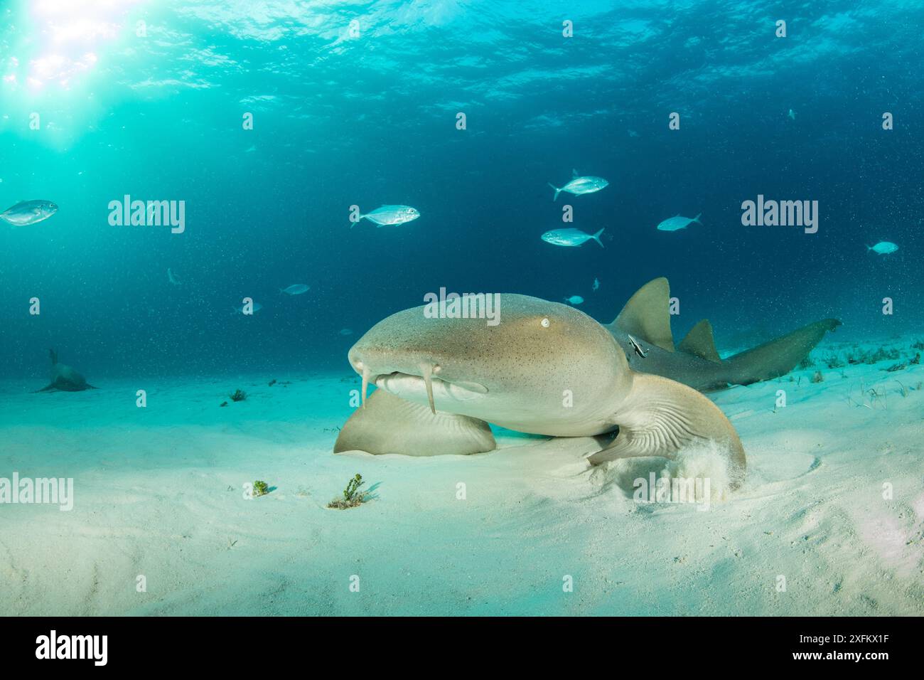 Close up of Nurse shark (Ginglymostoma cirratum) using pectoral fins to ...