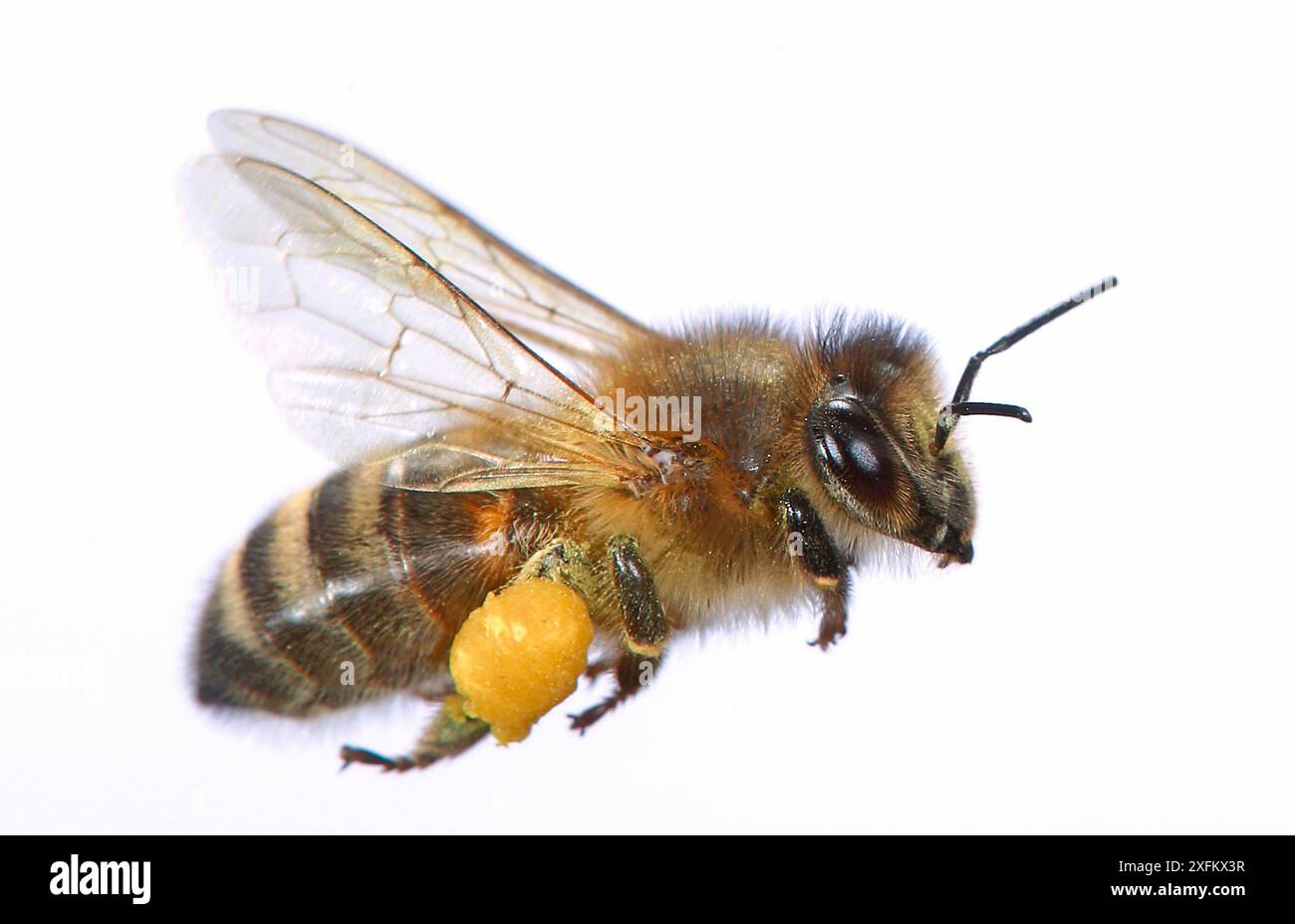Honey Bee (Apis mellifera) worker in flight carrying pollen. Surrey ...