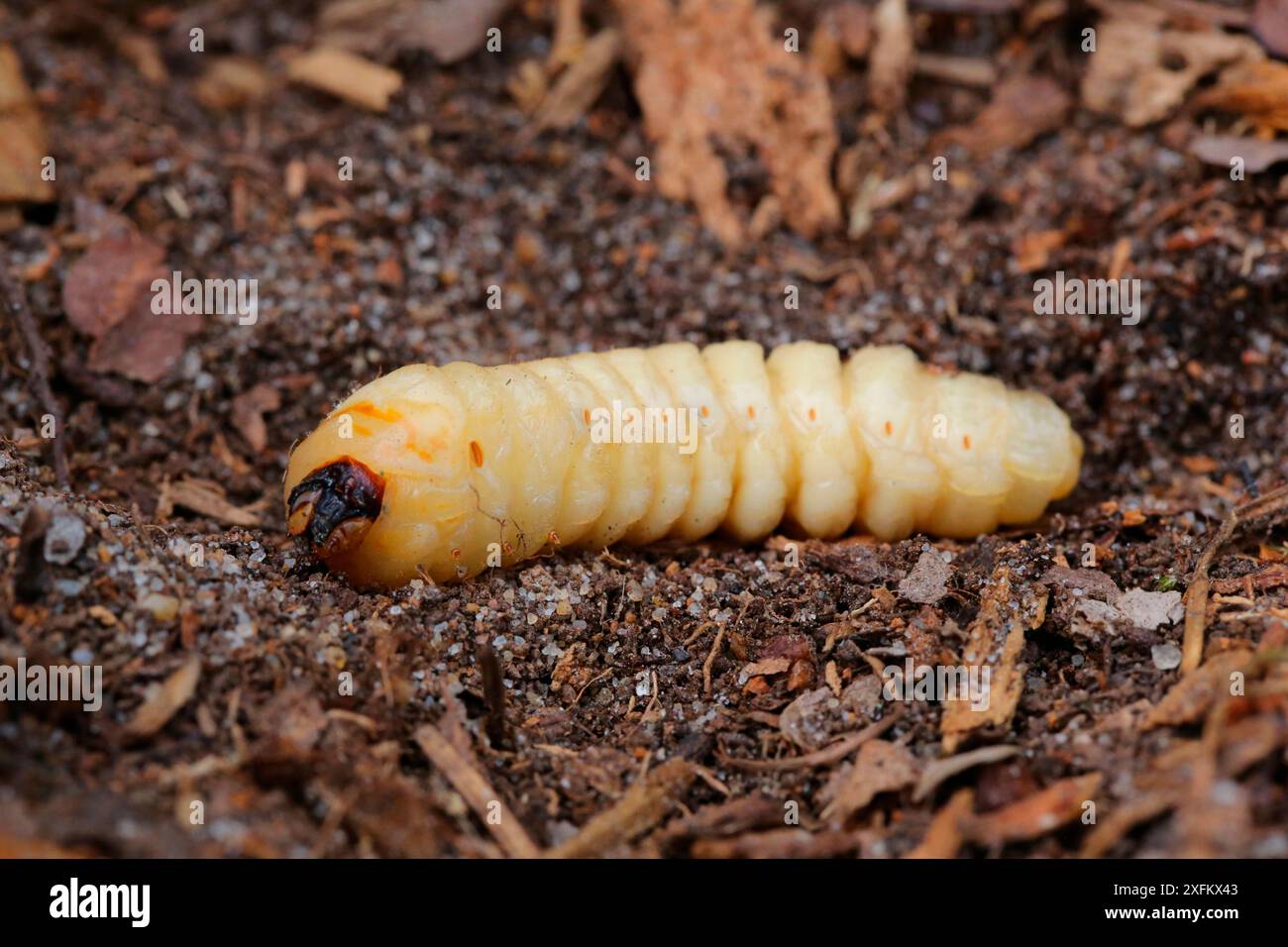Tanner beetle (Prionus coriarius) larva about to pupate. Surrey ...