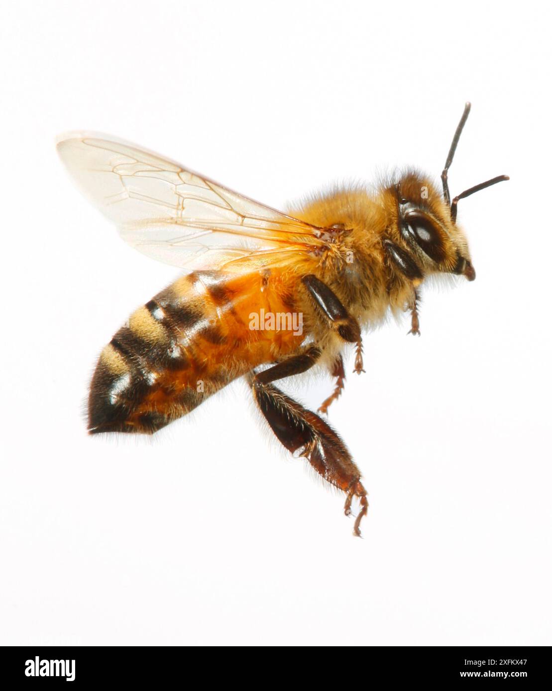 Honey Bee (Apis mellifera) worker in flight. Surrey, England, UK, July ...