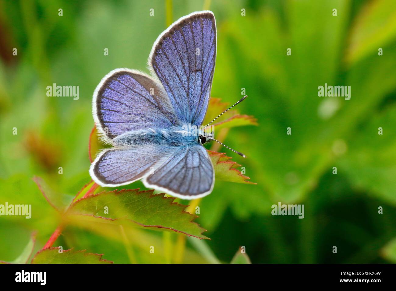 Butterflies of southern italy hi-res stock photography and images - Alamy