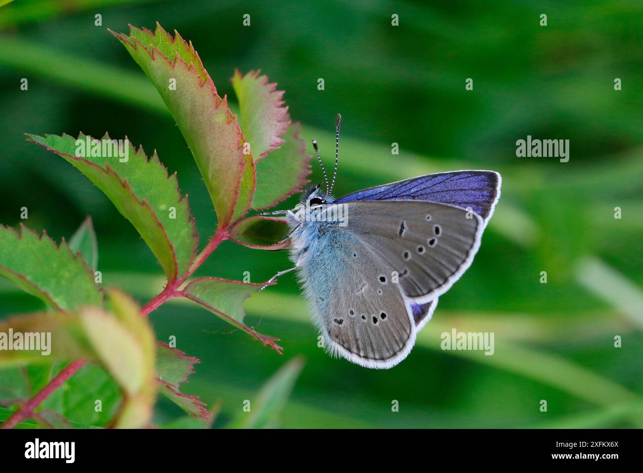 Butterflies of southern italy hi-res stock photography and images - Alamy