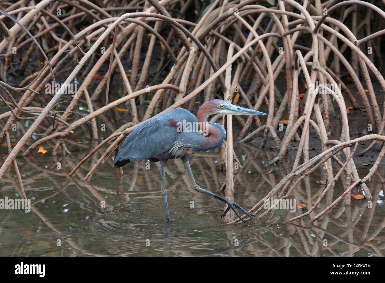 Bruguiera mangrove hi-res stock photography and images - Alamy