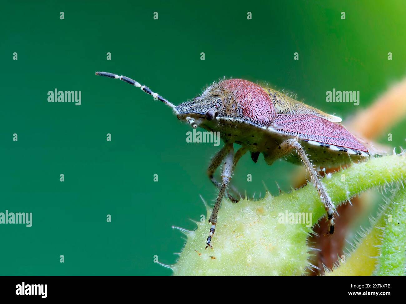 Sloe shield bug (Dolycoris baccarum) on Comfrey (Symphytum officinale ...