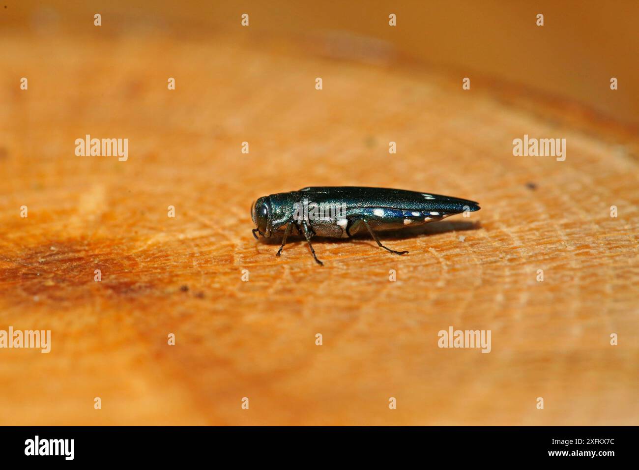 Two-spotted oak buprestid beetle (Agrilus biguttatus) Surrey, England ...