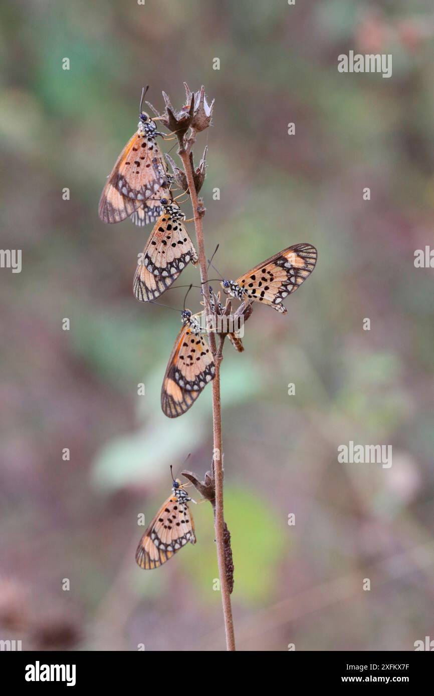 Orange acraea butterfly (Acraea serena) communal roost. Gambia, Africa ...