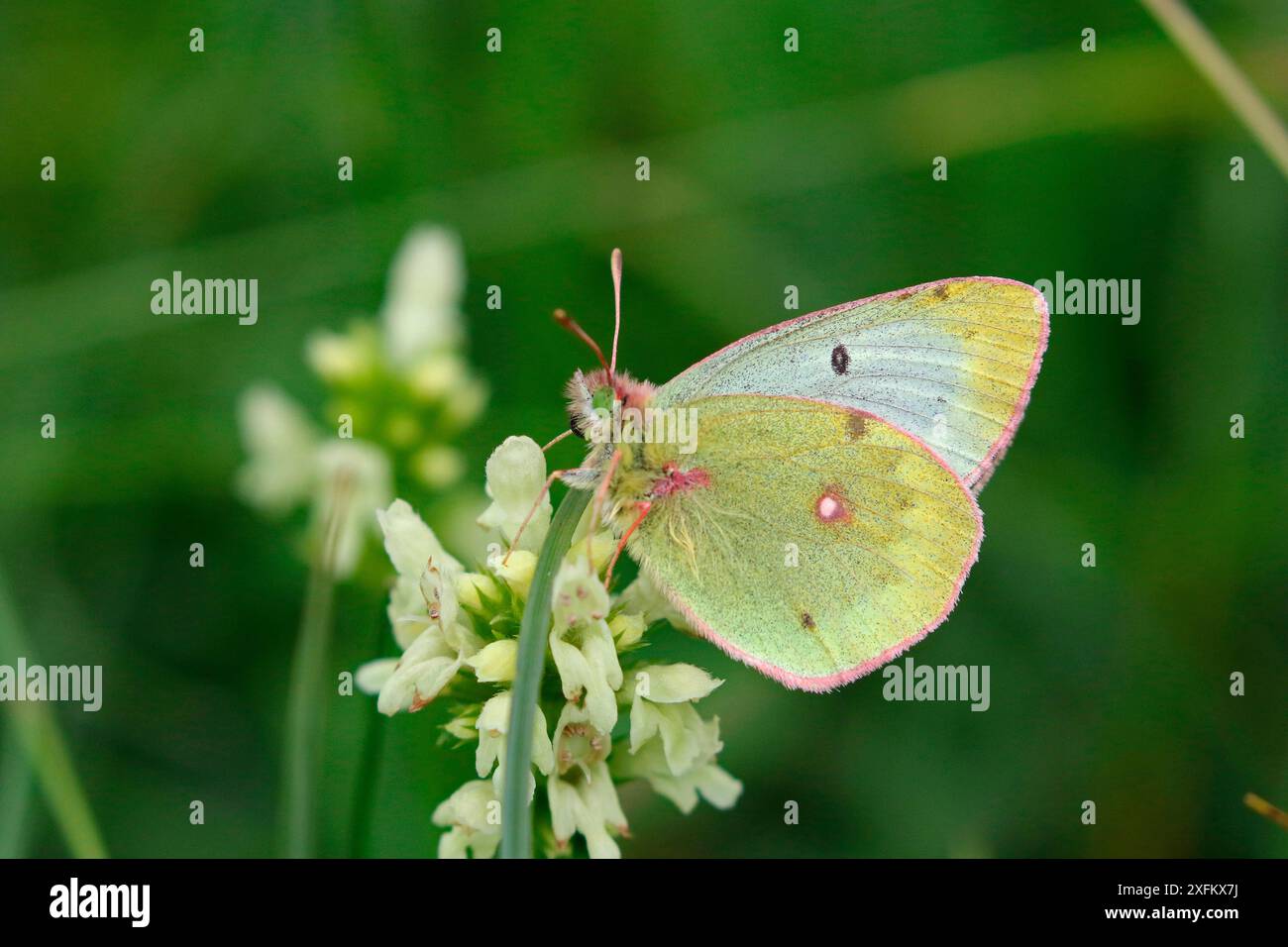Butterflies of southern italy hi-res stock photography and images - Alamy