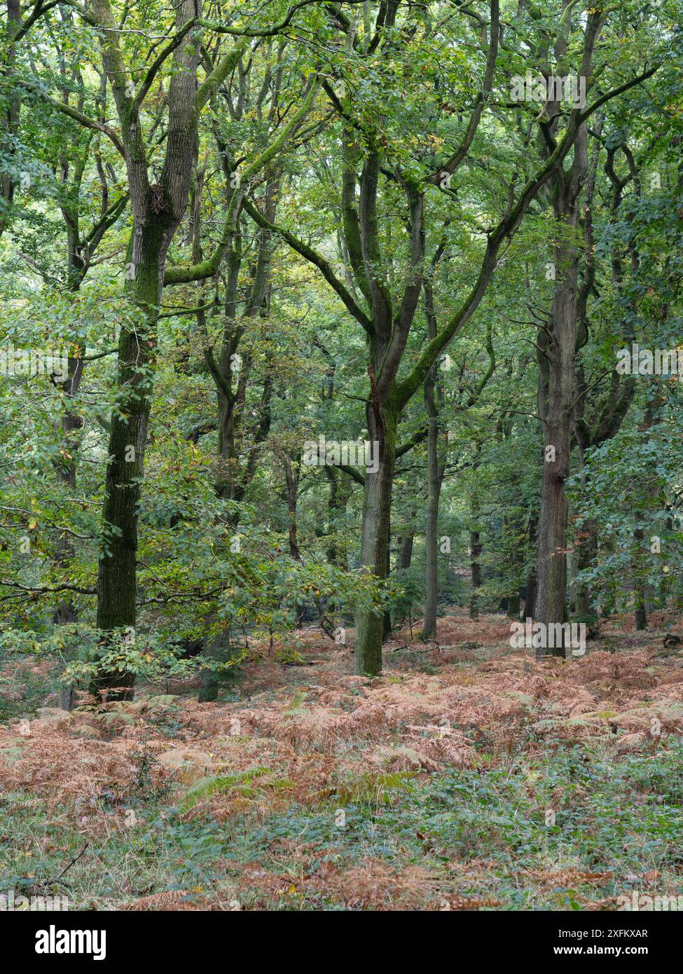 Mixed woodland at Mortimer Forest, Ludlow, Shropshire, UK Stock Photo ...