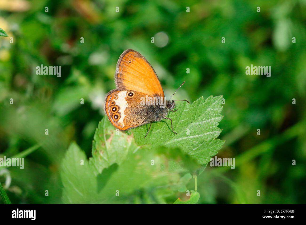 Butterflies of southern italy hi-res stock photography and images - Alamy