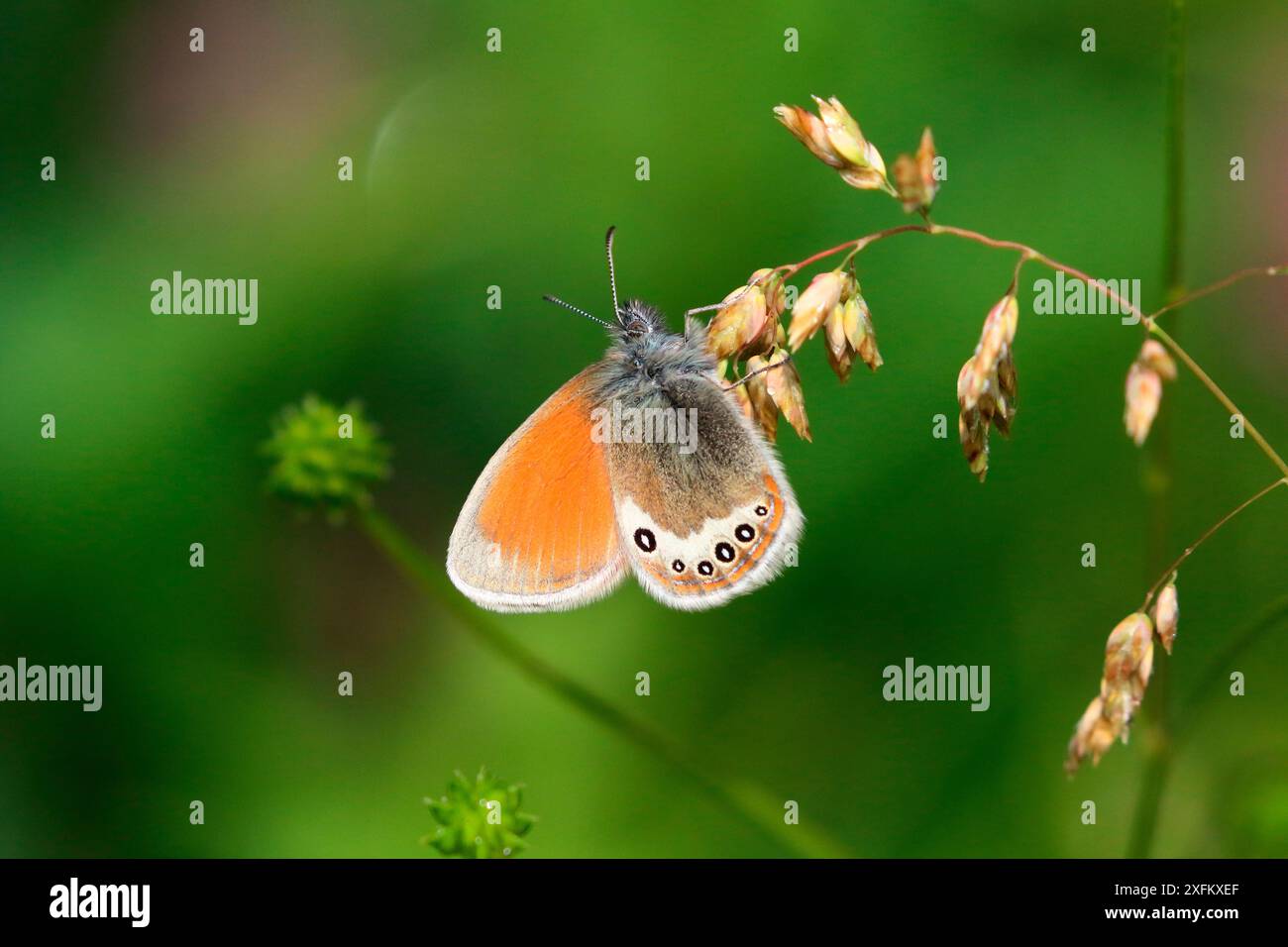 Butterflies of southern italy hi-res stock photography and images - Alamy
