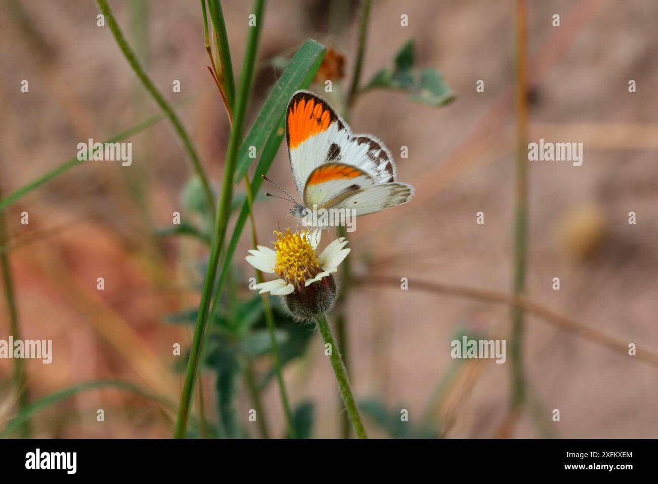 Colotis hi-res stock photography and images - Alamy