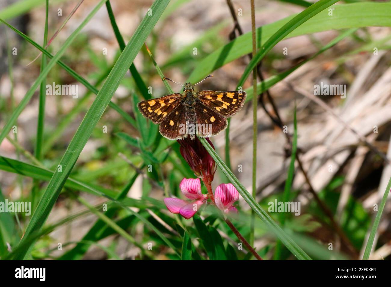 Butterflies of southern italy hi-res stock photography and images - Alamy